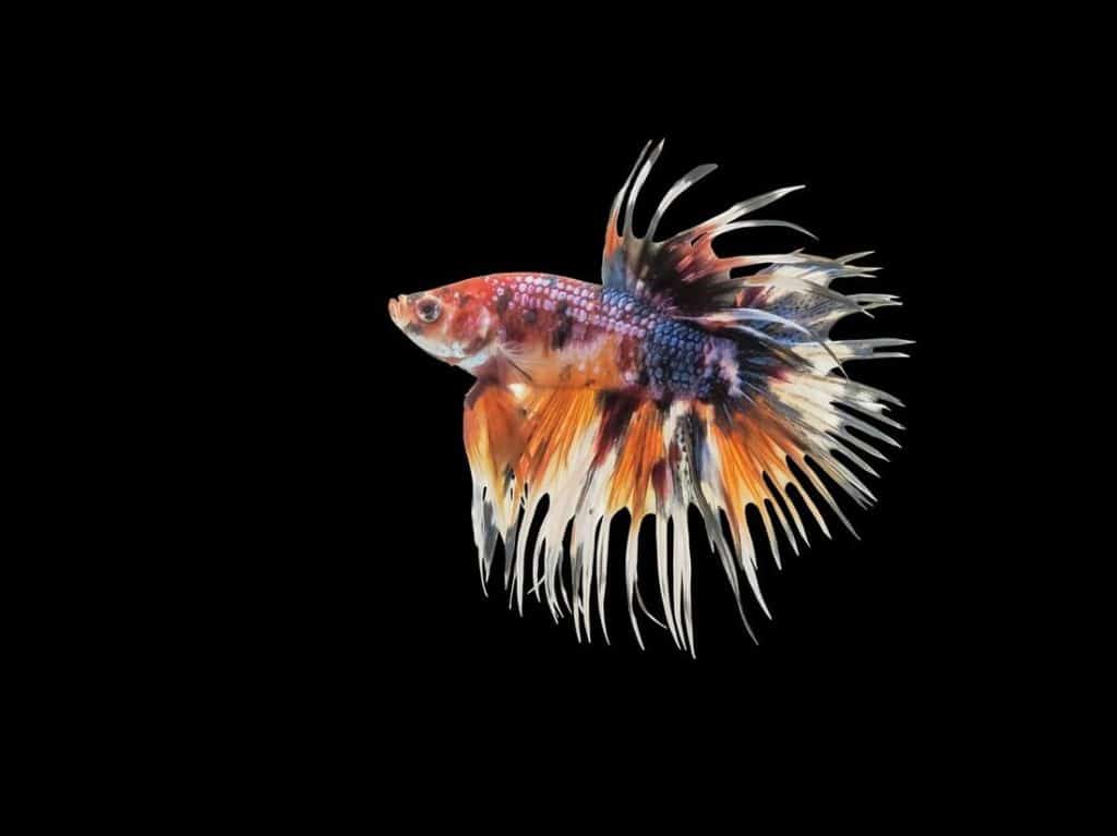 Pez Betta Corona O Crowntail : Guía De Cuidados | Acuario3Web
